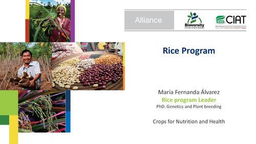 Rice | Alliance Bioversity International - CIAT